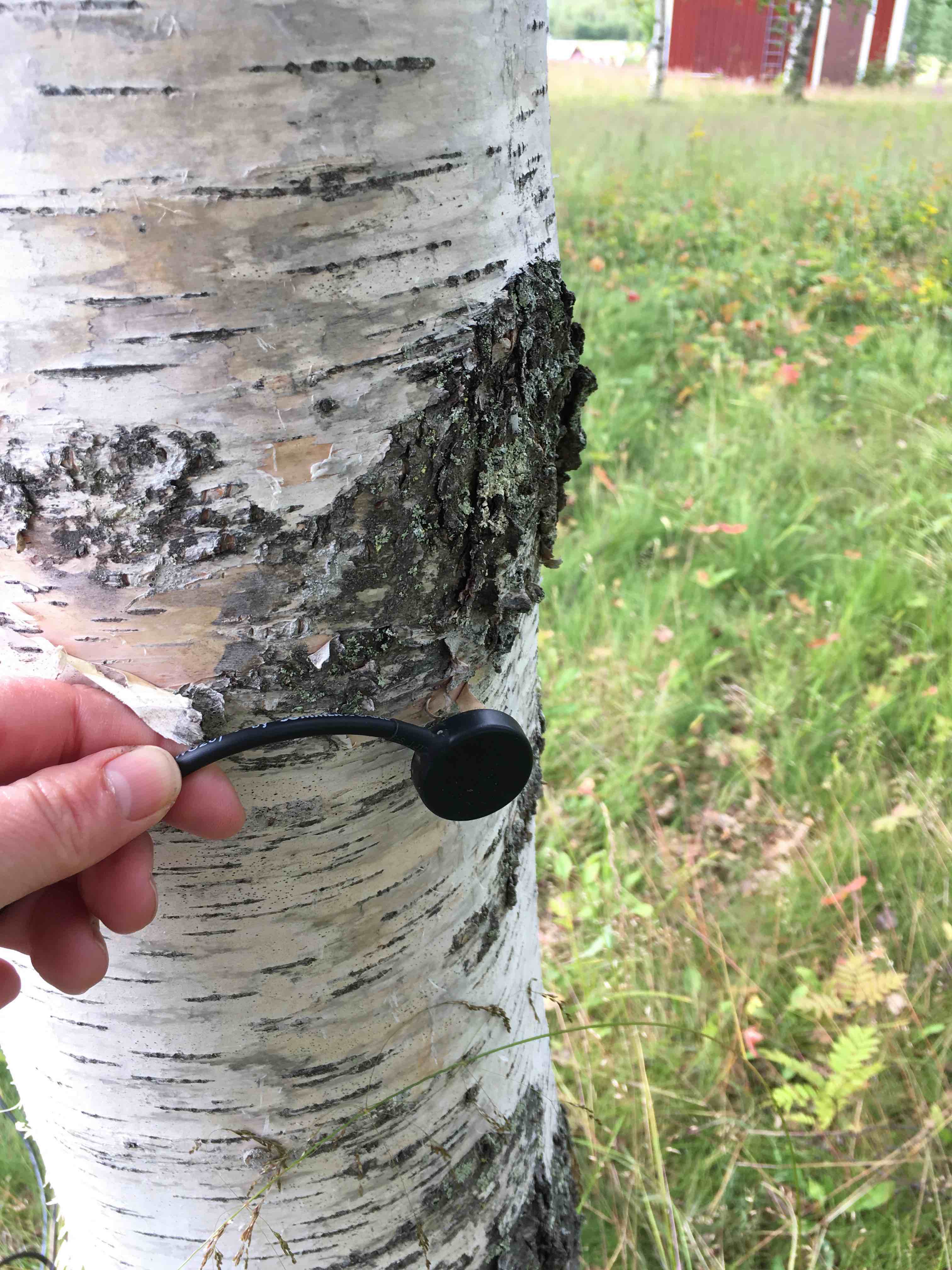 Rona recording tree – Migrating Dialogues